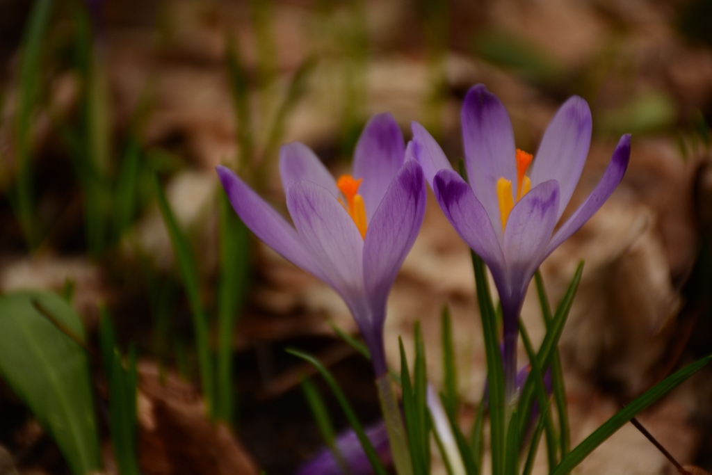 Jeste li primijetili prve vjesnike proljeća? – Portal Volim Ivanić